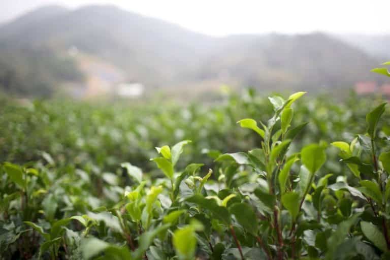 Where is Tea Grown – The Top 62 Countries, and Quantities