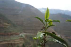 Where is Tea Grown - The Top 62 Countries, and Quantities